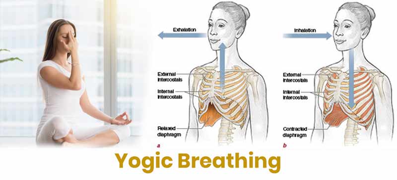 Yogic Breathing with its Benefits - Himalayan Yoga Association