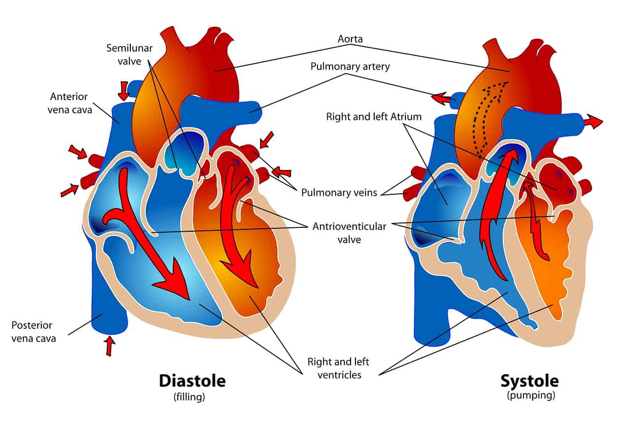 Process Of Blood Circulation